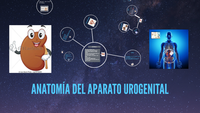 ANATOMÍA DEL APARATO UROGENITAL by Diana Perez on Prezi