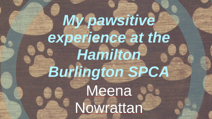 My experience at the Hamilton Burlington SPCA by Meenakshi Nowrattan