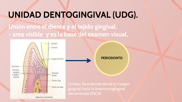 Unidad dentogingival by daniela alejandra carrascal cabrera on Prezi