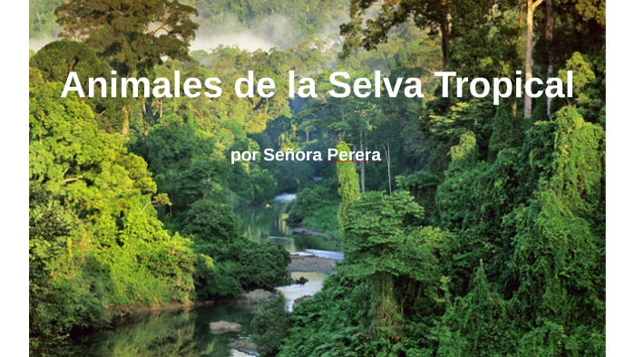Animales de la Selva Tropical by Jessica Schepis on Prezi