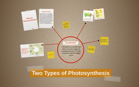 Two Types of Photosynthesis by alecks catacutan on Prezi