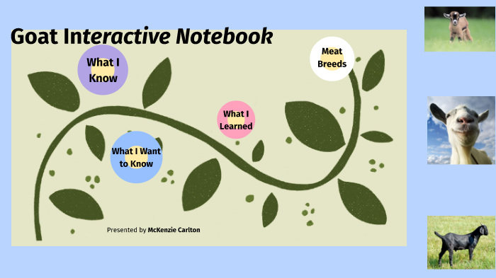 Goat Interactive Notebook by McKenzie Carlton on Prezi