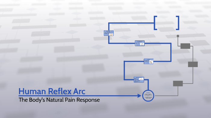 Human Reflex Arc by Jennifer Wang on Prezi