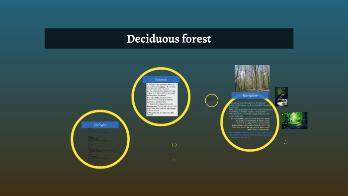 Deciduous forest by Joe L on Prezi
