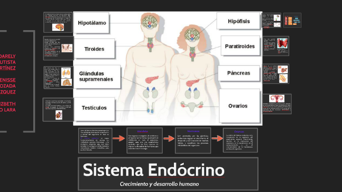 Sistema Endócrino By Una Denisse On Prezi