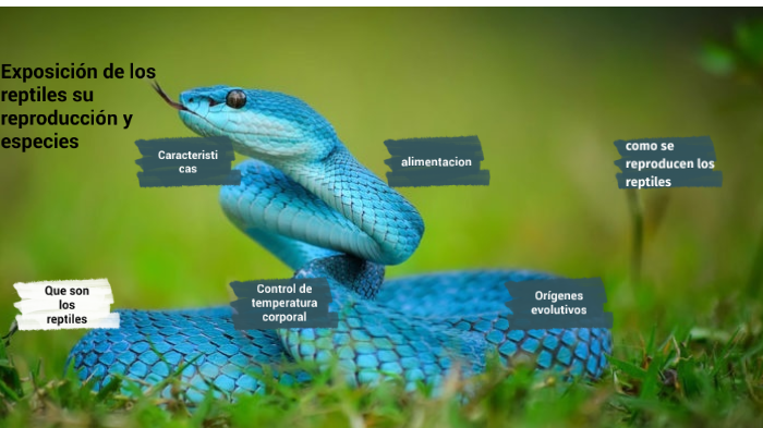 reproduccion de reptiles by Xsantiago _329 on Prezi