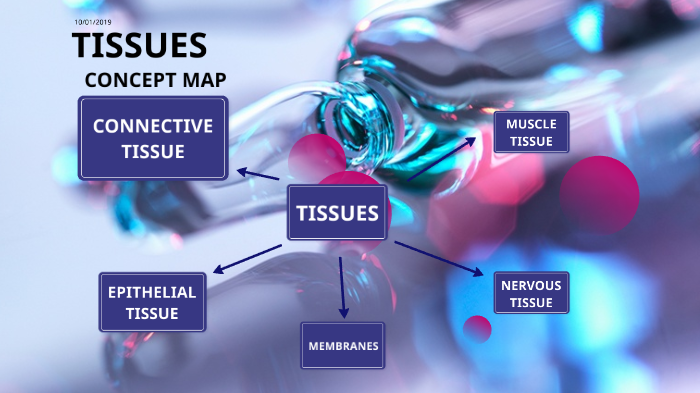 Anatomy and Physiology Unit 2 Concept Map by Alan Mach on Prezi