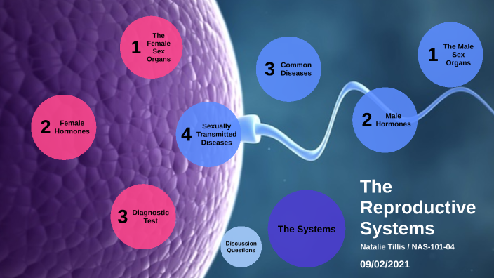 CNA- Reproductive Systems by Natalie Tillis on Prezi