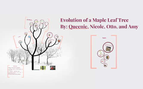 Evolution of a Maple Leaf Tree by Queenie Wang on Prezi
