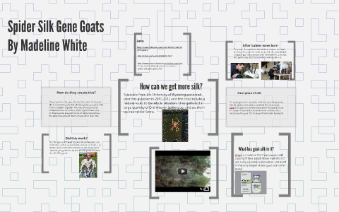 Spider Silk Gene Goats by Madeline White on Prezi