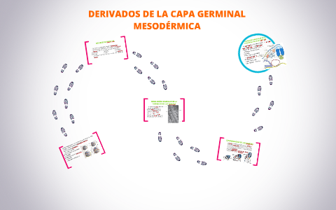 DERIVADOS DE LA CAPA GERMINAL MESODÉRMICA by Analy Salinas on Prezi
