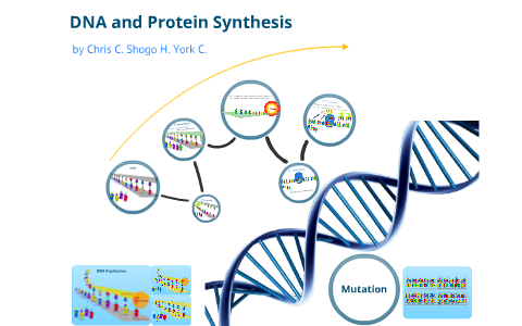 DNA and Protein Synthesis Project by Chris Choi on Prezi