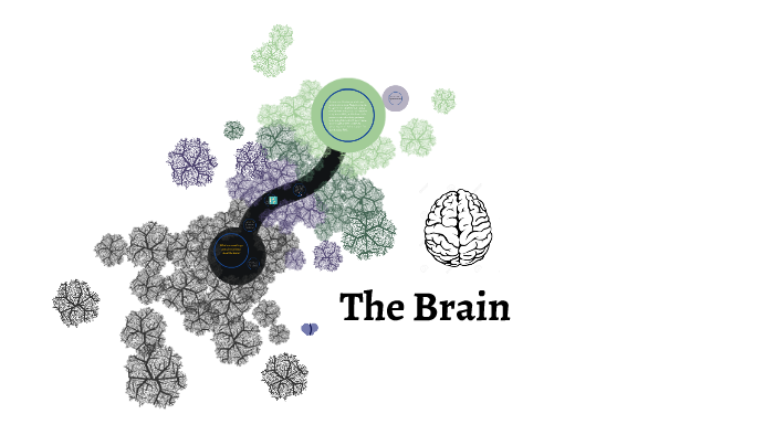 The Brain by Sarah Garland on Prezi