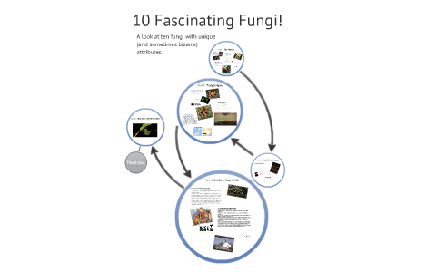 10 Fascinating Fungi by George Lantz