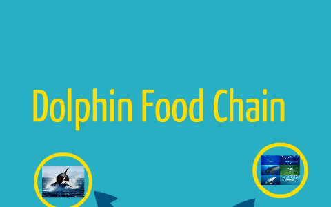 Dolphin Food Chain by Caroline Sunshine on Prezi