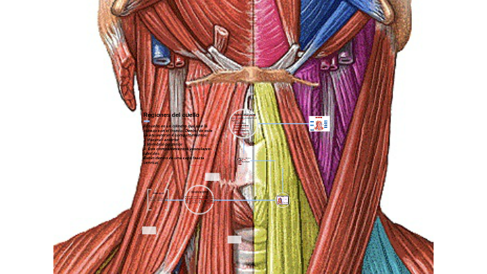 Regiones del cuello by Kami Rh on Prezi