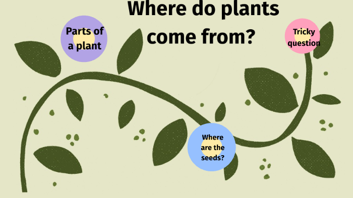 Where do plants come from? by Eleanor Humphreys on Prezi