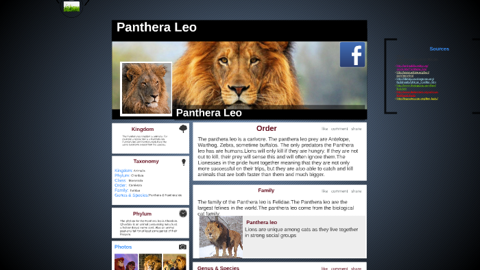 Taxonomy for panthera leo by kayla thornton