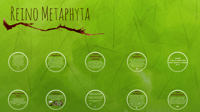 Reino Metaphyta by Maria Eduarda Santos Almeida on Prezi