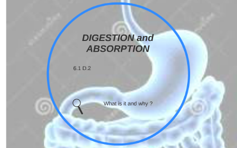 DIGESTION and ABSORPTION by Peter Gulian on Prezi