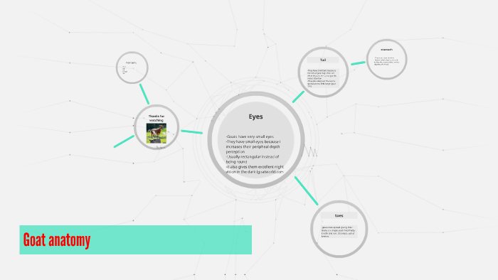 Anatomy of a goat by micah roes on Prezi