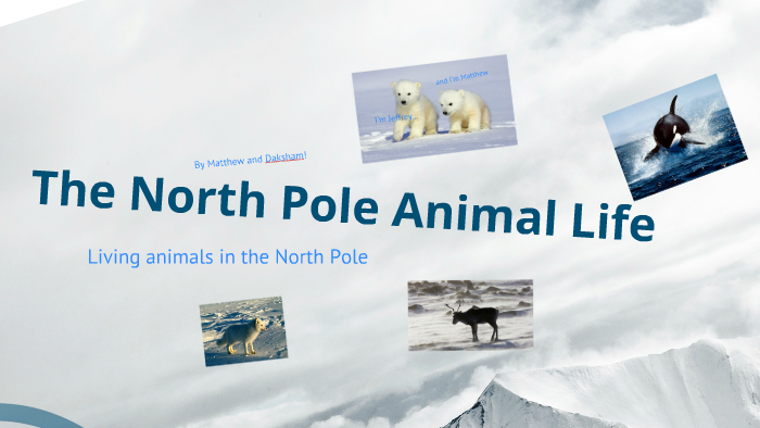 The North Pole Animal Life by Matthew Yen on Prezi