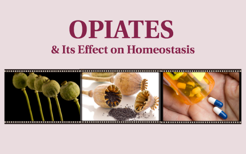 The Effects of Opiates on the Body and Homeostasis by Kartiki Sharma on ...