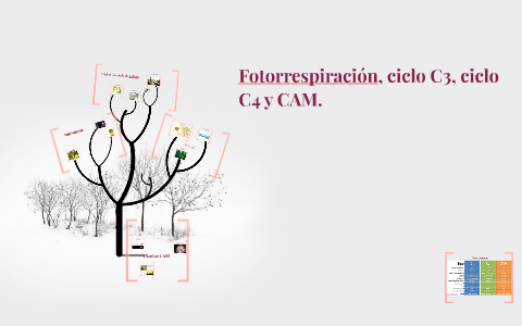 Fotorrespiración, ciclo C3, ciclo C4 y CAM. by Cristobal Soto ...