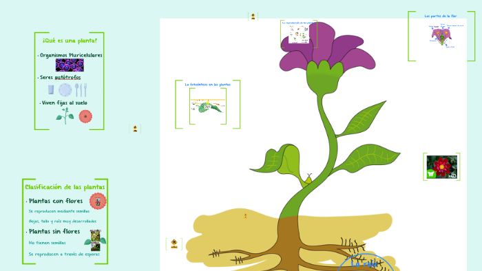 ¿Qué es una planta? by Carmen Rodriguez on Prezi