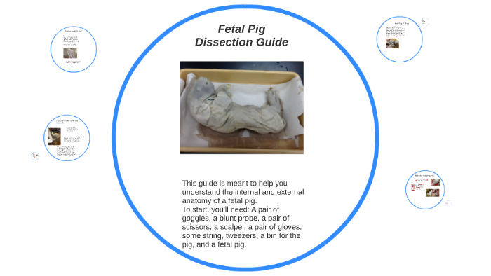 Fetal Pig Dissection Guide by kathryn burpo on Prezi