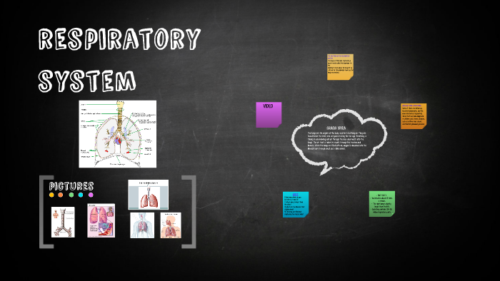 respiratory system by andi wisdom on Prezi