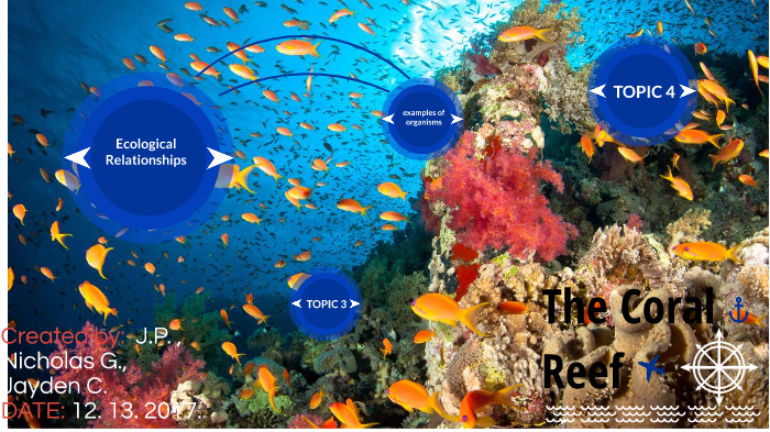 The Coral Reef Food Web by jayden callahan on Prezi
