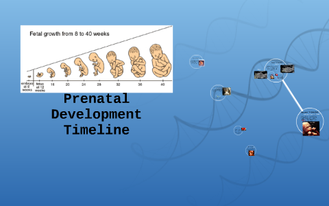 Prenatal Development Timeline by jaida buhr on Prezi