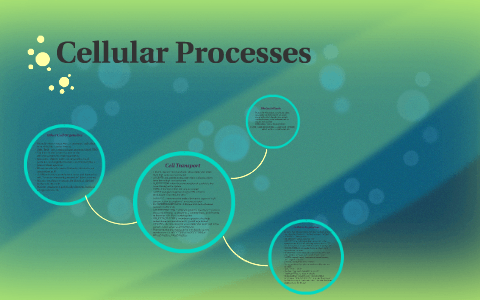 Cellular Processes by Jacqueline Flores on Prezi