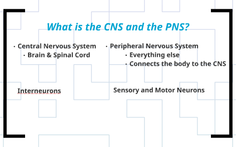 How does the CNS & the PNS work together? by Eury Kim on Prezi