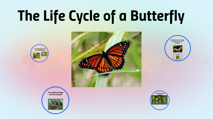 The Life Cycle of a Butterfly by Ashling Dempsey on Prezi