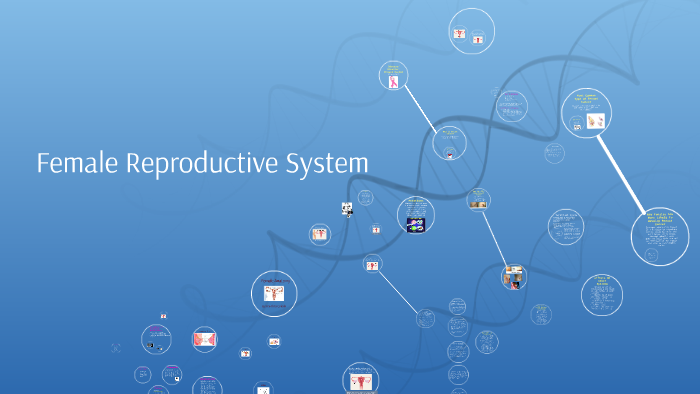 YR 7 Female Reproductive System by Dean Sharples on Prezi