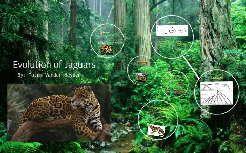 Evolution of Jaguars by Tatum Vander-Heyden on Prezi