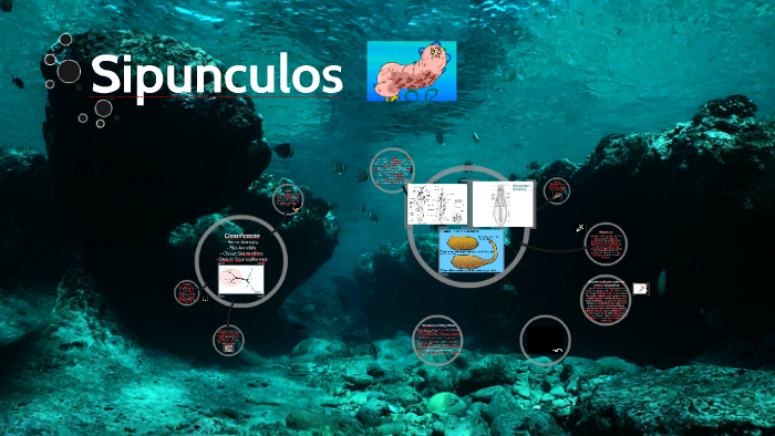 Sipunculidae by Eduarda Castro on Prezi