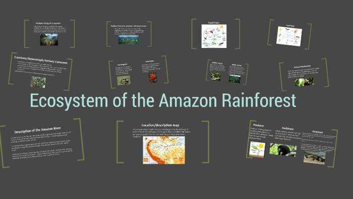 Amazon Rainforest Ecosystem by jian calicdan on Prezi