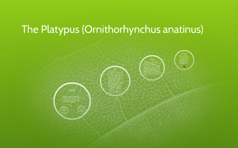 The Platypus (Ornithorhynchus anatinus) by Ruoyi Zhang