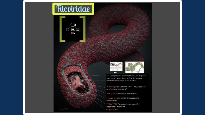 2021-Filoviridae by Laboratorio Virología Molecular on Prezi