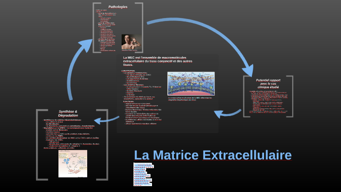 LA MATRICE EXTRACELLULAIRE by Maryame Bfr on Prezi