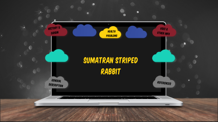 Sumatran Striped Rabbit by Heidi Hite on Prezi