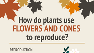 How do plants use flowers and cones to reproduce? p.3 by Pablo Córdova ...