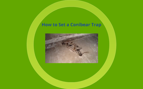 How to set a conibear trap by Mikey Revier on Prezi