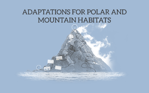 ADAPTATIONS FOR POLAR AND MOUNTAIN HABITATS by Ritwik Raj on Prezi