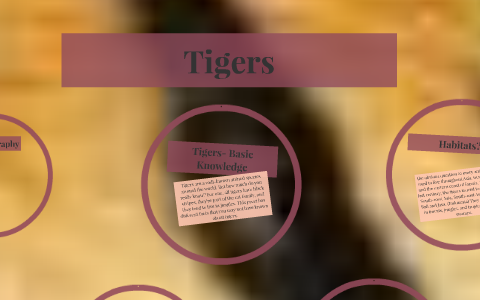 Tigers by Chapman Primary on Prezi