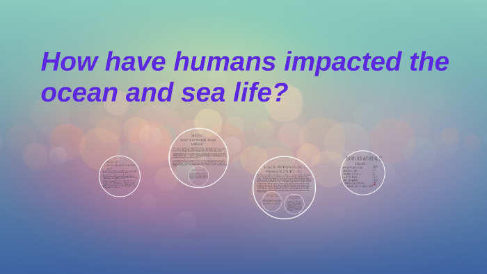How have humans impacted the ocean and sea life? by caitlin w on Prezi
