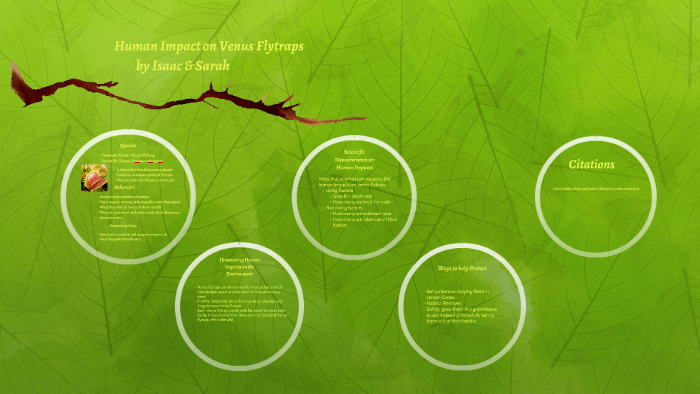 Human Impacts: Venus Flytraps by Isaac Vickers on Prezi